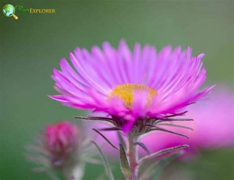 Monte Cassino Flower Dense Flowered Aster