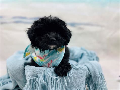 Pomapoo Dog Male Sable 3767358 The Barking Boutique