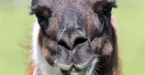 Happy Ending For Lonely Lenny The Llama After Appeal To Find Him A New Love North Wales Live