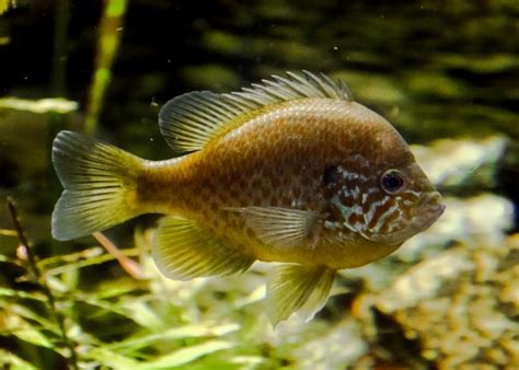 The Different Types Of Sunfish In America