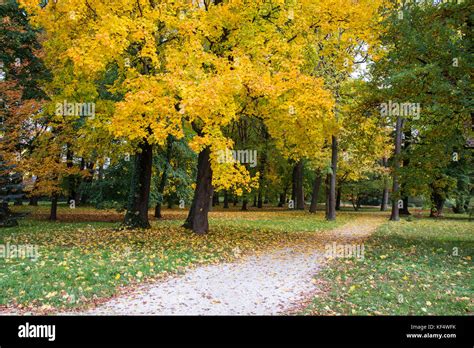 Yellow Tree In The Park In Fall With Leaves On The Ground Stock Photo Alamy