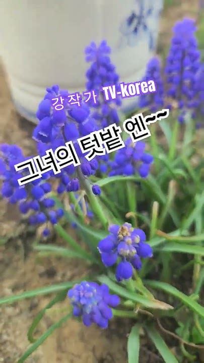 신비로운~무스카리 꽃 자태~~강작가 Tv Korea대지위의포도 Muskari노지월동 백합과 구근식물 텃밭귀농귀촌 2024 414 Youtube