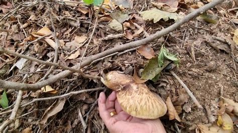 이제 능이버섯은 끝났다~ 야생 표고버섯과 갓이 활짝핀 송이버섯산행 Youtube