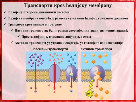 9 Gradja I Uloge Celijske Membrane Pptx