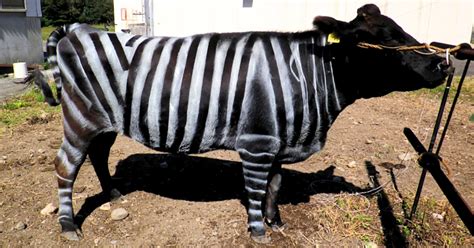 Scientists Visualize Two Entangled Light Particles In Real Time And It Looks Like A Quantum Yin