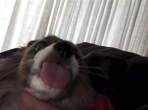 156 Best Big Papi Images On Pholder Redsox Papillon And Baseball