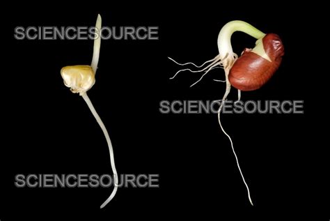 Photograph Monocot Dicot Comparison Science Source Images