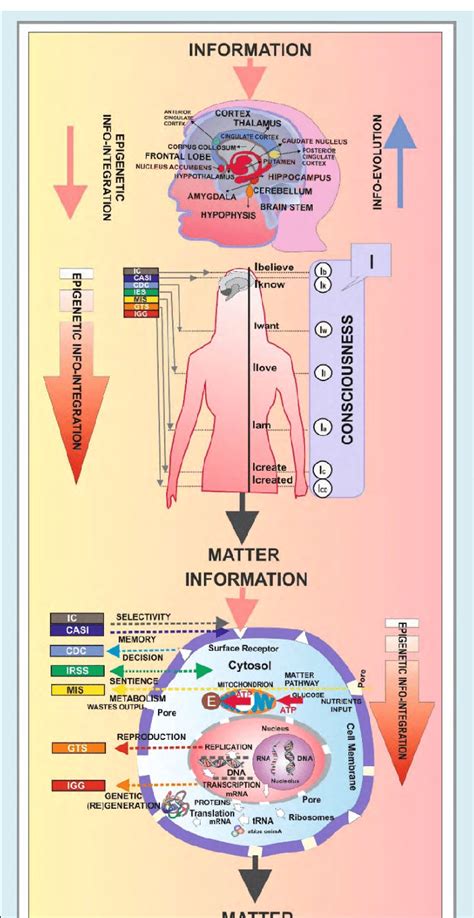 Schematic Representation Of The Informational System Of The Human Body Download Scientific