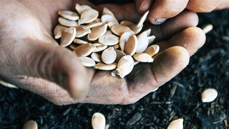 Pumpkin Seed Oil For Overactive Bladder Benefits Dosage Safety