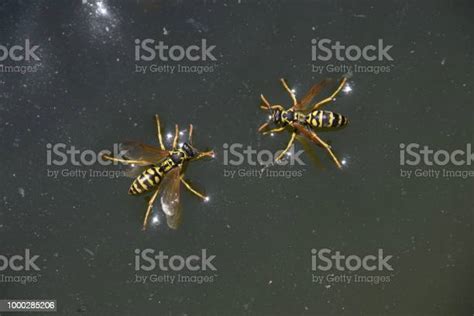 말 벌 Polistes 물을 마셔 말 벌 술 물 냄비에서 물 표면에 수영 침 몰 하지 마십시오 가시에 대한 스톡 사진 및 기타