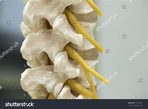 5 469 Nerve Roots Images Stock Photos Vectors Shutterstock
