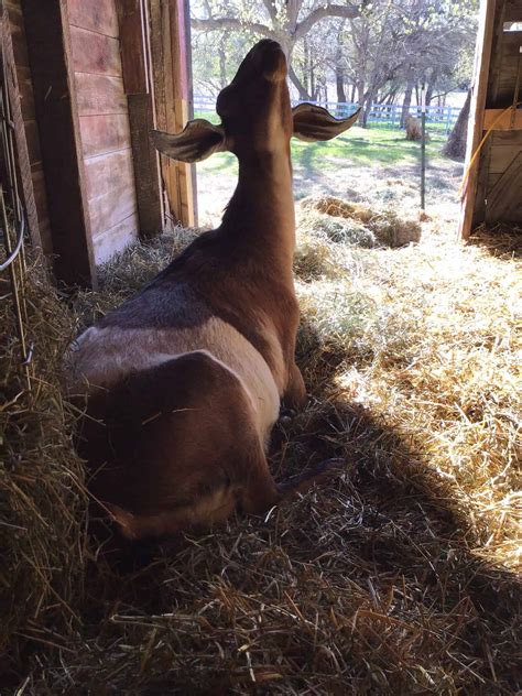 Signs A Goat Is In Labor