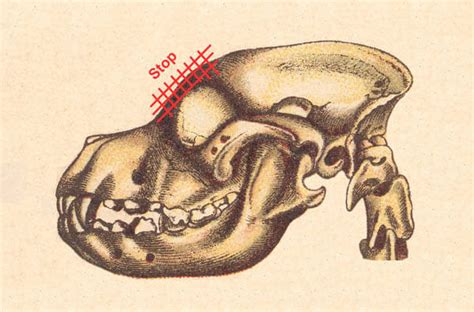 Dog Skull And Head Types √ Dogica®