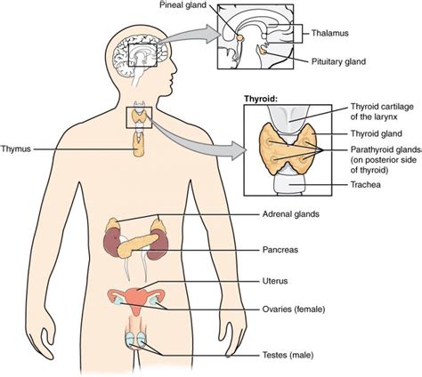92 Introduction To The Endocrine System Human Biology