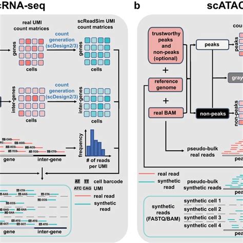 Workflows Of Screadsims Scrna Seq And Scatac Seq Read Generation A For