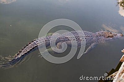 Wildlife Wild Swamp Crocodile Swimming In Lagoon In Jungle Stock Photo