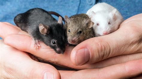 Rats Vs Mice As Pets Planet Pet