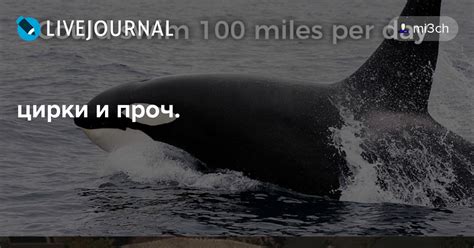 цирки и проч.: mi3ch — LiveJournal