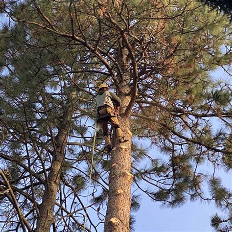 Hazardous Tree Removal Services Budget Arbor Logging