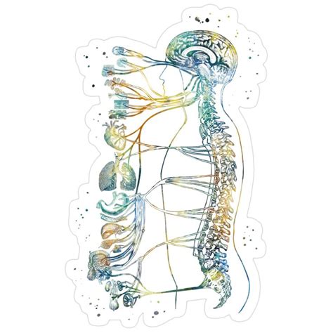 Autonomic Nervous System Sticker In 2025 Autonomic Nervous System