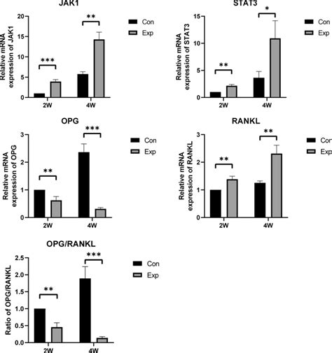 qpcr analysis of relative jak1 stat3 opg and rankl mrna expression