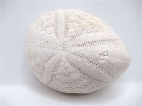 Florida Eupatagus Echinoid 48 Fossils For Sale