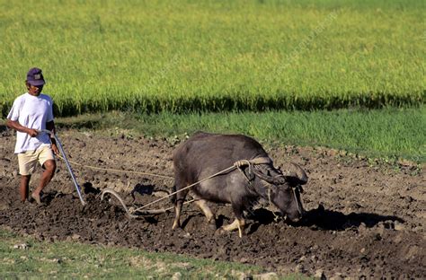 Rice Farmer Philippines Stock Image E Science Photo Library