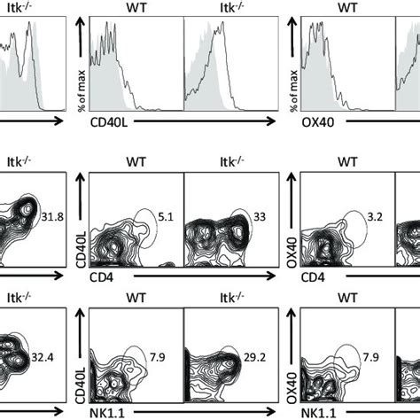Itk T Cells Up Regulate Costimulatory Molecules Involved In B Cell Download Scientific