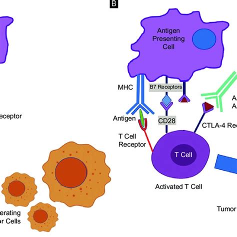 Schematic Diagram Of A Cytotoxic T Lymphocyte Associated Protein 4 Download Scientific