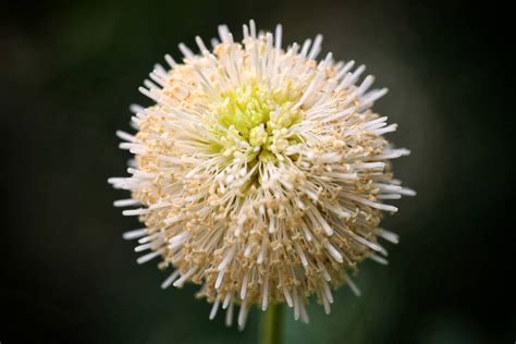 Common Buttonbush By Laura B R On Deviantart