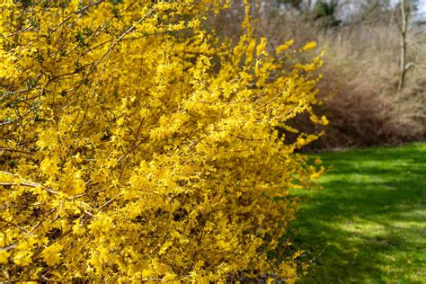 24 Fastest Hedge Growing Plants Nafeesatehilla
