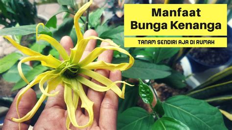 Tak Hanya Sebagai Bahan Kosmetik Berikut 10 Manfaat Kesehatan Bunga