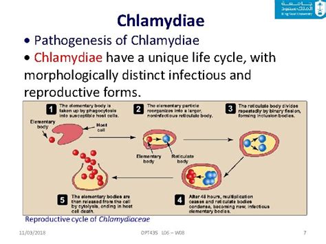 Opto 435 Microbiology Ii Gamal Elhiti Chlamydia Trachomatis