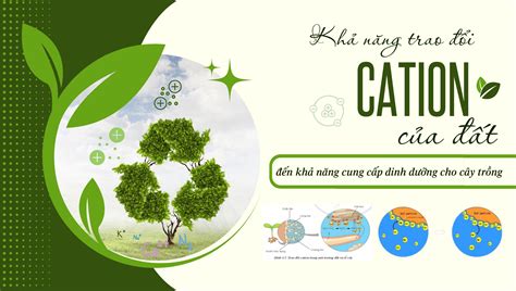 Khả Năng Trao đổi Cation Của đất đến Khả Năng Cung Cấp Dinh Dưỡng Cho