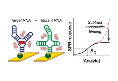 Rna Ligand Interactions Quantified By Surface Plasmon Resonance With