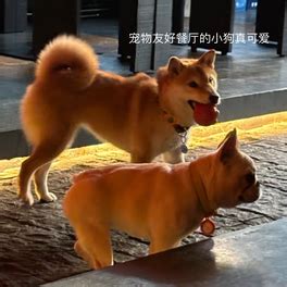 清清日常无语的动态 哔哩哔哩