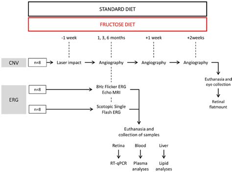flow chart of the experimental procedure cnv choroidal download