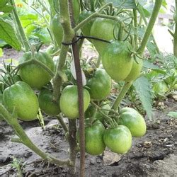 Томат Грушовка: описание сорта, ОТЗЫВЫ (12), фото | tomatland.ru