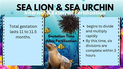 Internal And External Fertilization Janadeguzmanpdf