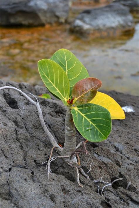 Impressive Banyan Tree Growing Through Rock