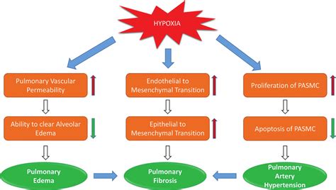 Summary Of The Effect Of Hypoxia On Pulmonary Tissue And Vasculature Download Scientific