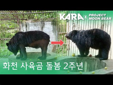화천 사육곰 돌봄 2주년 곰 보금자리 프로젝트 Project Moon Bear