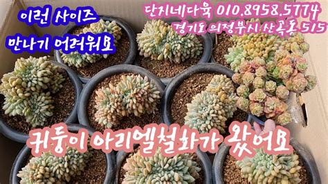 신상 다육이가 왔어요 아리엘철화 대박이죠 누다군생 툰맹 이미인라울 💕 오래기다리셨죠 단지네다육 0108958