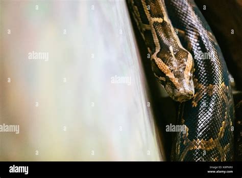 Close Up Picture Of Dangerous Grown Up Python Stock Photo Alamy