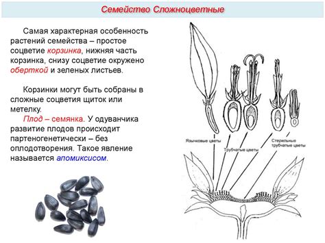 Класс Двудольные семейства Пасленовые Сложноцветные Класс