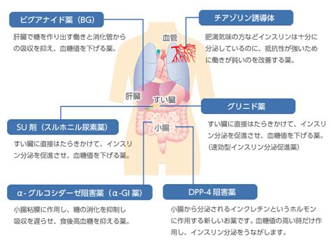 α グルコシダーゼ阻害薬グリニド薬DPP 4阻害剤 糖尿病とお薬について