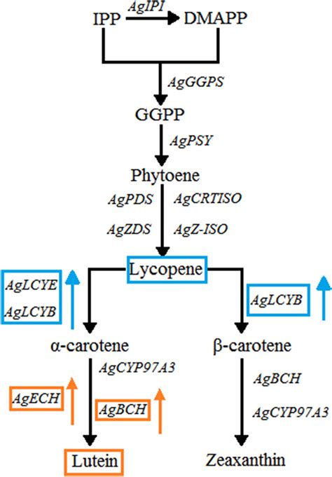 Schematic Diagram Of Carotenoid Synthesis Pathway In Yellow Celery