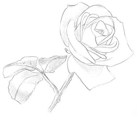 素描玫瑰花铅笔画 玫瑰花简笔画素描 铅笔画玫瑰花 大山谷图库