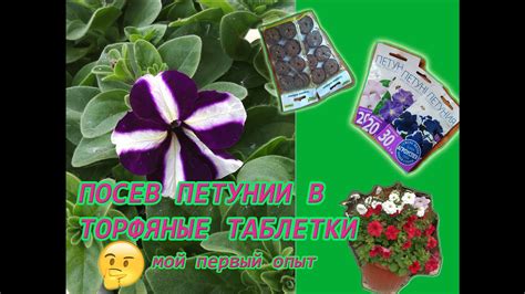 Посев петунии в торфяные таблетки//Мой первый опыт. - YouTube