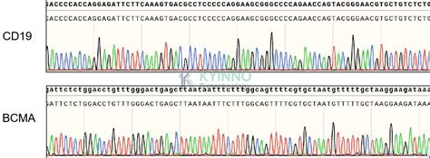 K562 Bcma Cd19 Gfp Luc2 Cell Line Kyinno Bio